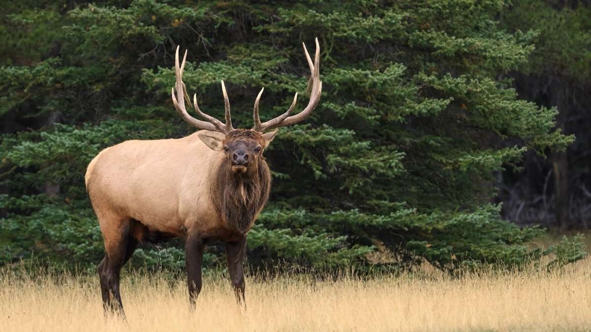 Hunting in the USA: A Complete Guide