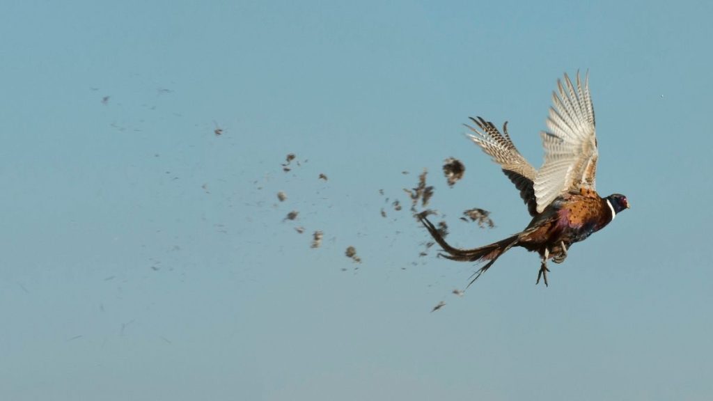 Hunting in the USA: A Complete Guide