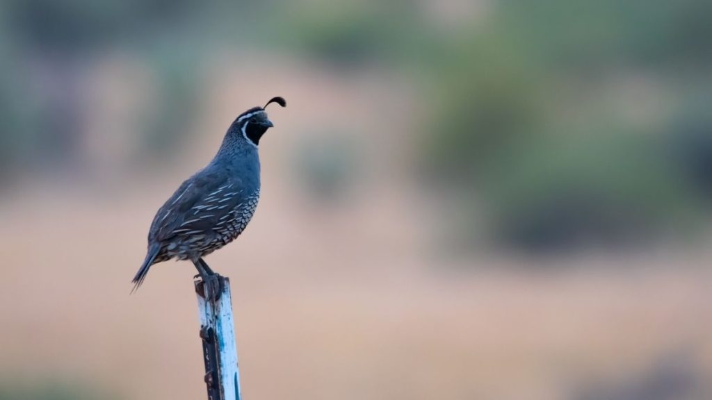 Hunting in the USA: A Complete Guide