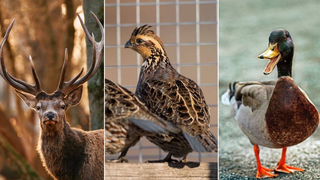 Hunting in the USA: A Complete Guide