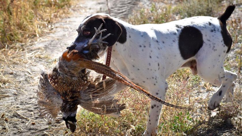 4 Most Popular Types of Hunting Dogs