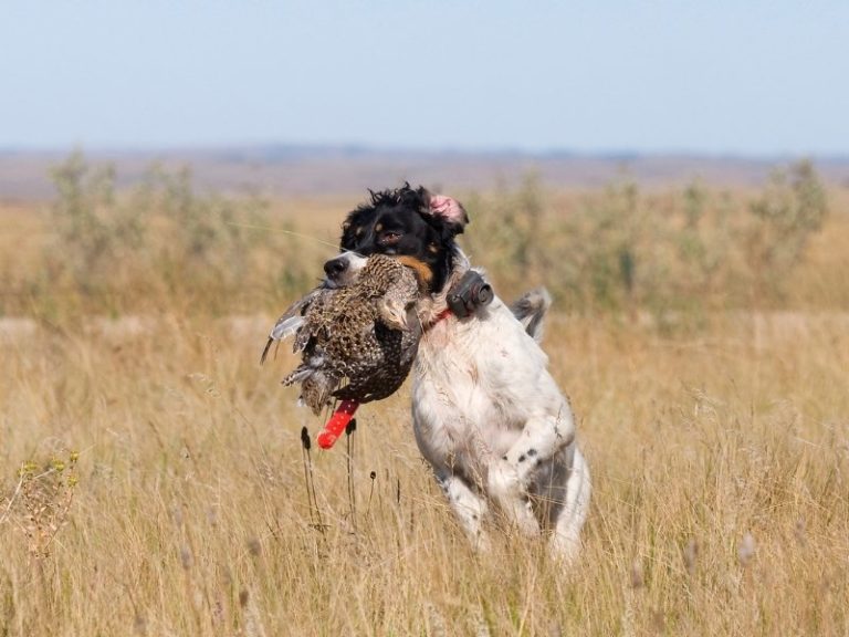 100 Types of Hunting in the USA | Gunners' Review