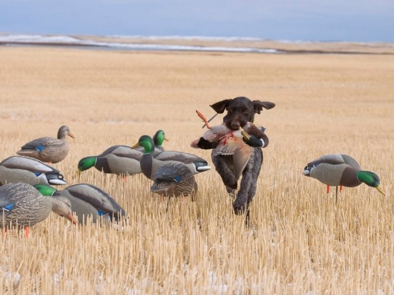 100 Types of Hunting in the USA | Gunners' Review
