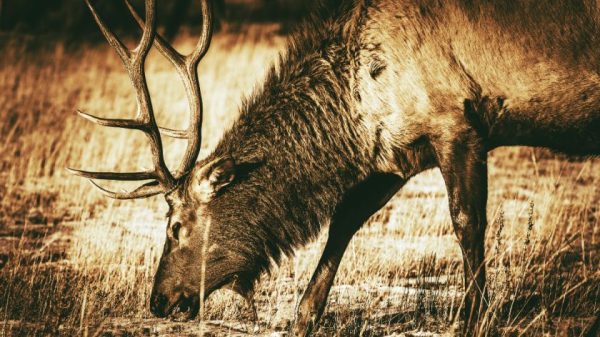 Effective Still Hunting Techniques for Elk
