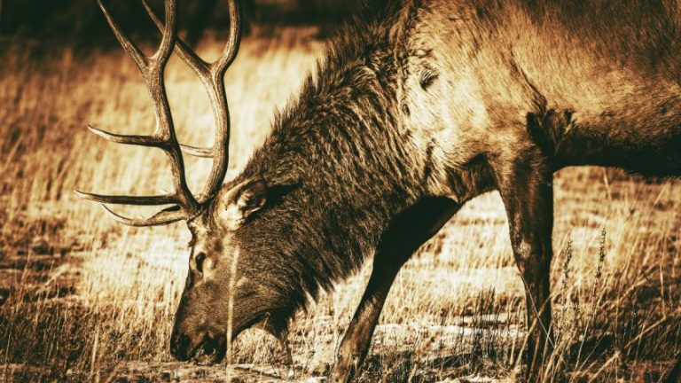 Effective Still Hunting Techniques for Elk