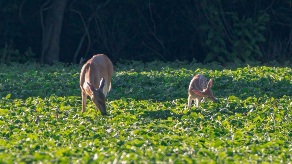 Food Plots for Deer | Best Practices, Regional Tips and More