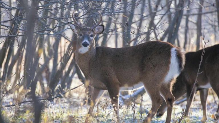 How to Still Hunt Whitetail Deer | A Focused Approach